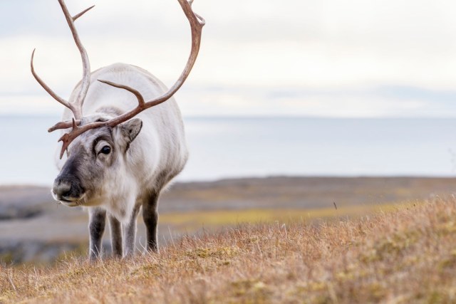 Will Reindeer Be Resilient to a Warming World? – Novel Ecology