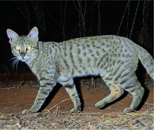 The Fitoaty, Madagascar’s Shadow Cat – Novel Ecology