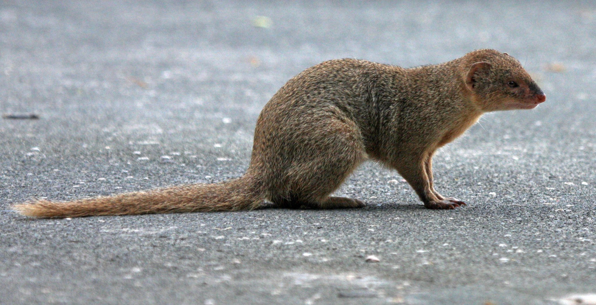 Hawaii’s Monstrous Miniature Mongoose – Novel Ecology