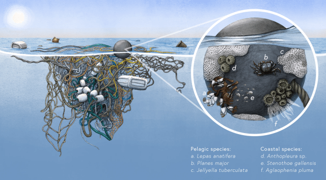 What Lives in the Great Pacific Garbage Patch? – Novel Ecology